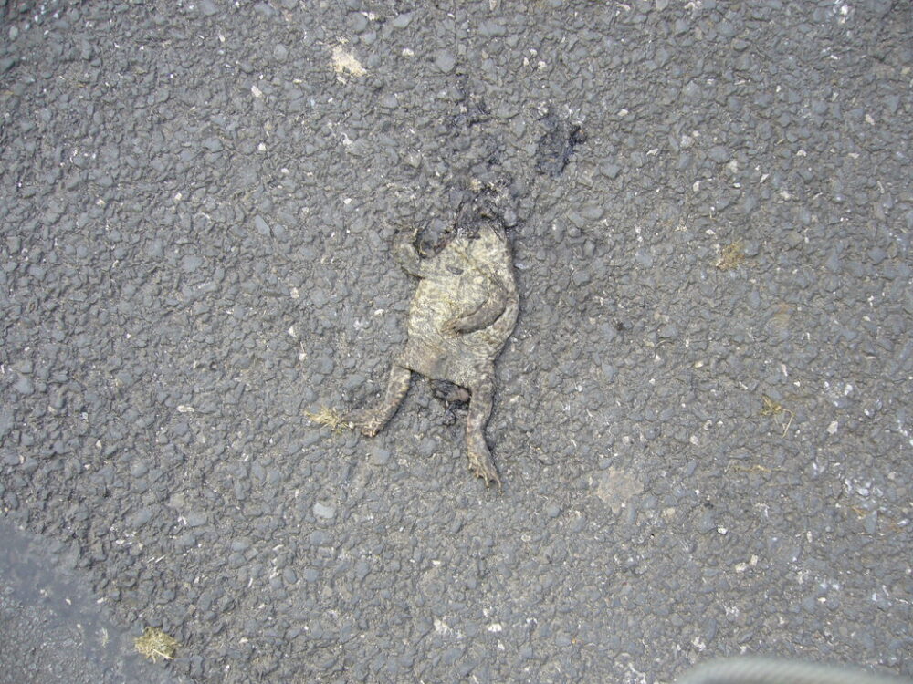 Squashed frog – Jane Shearer